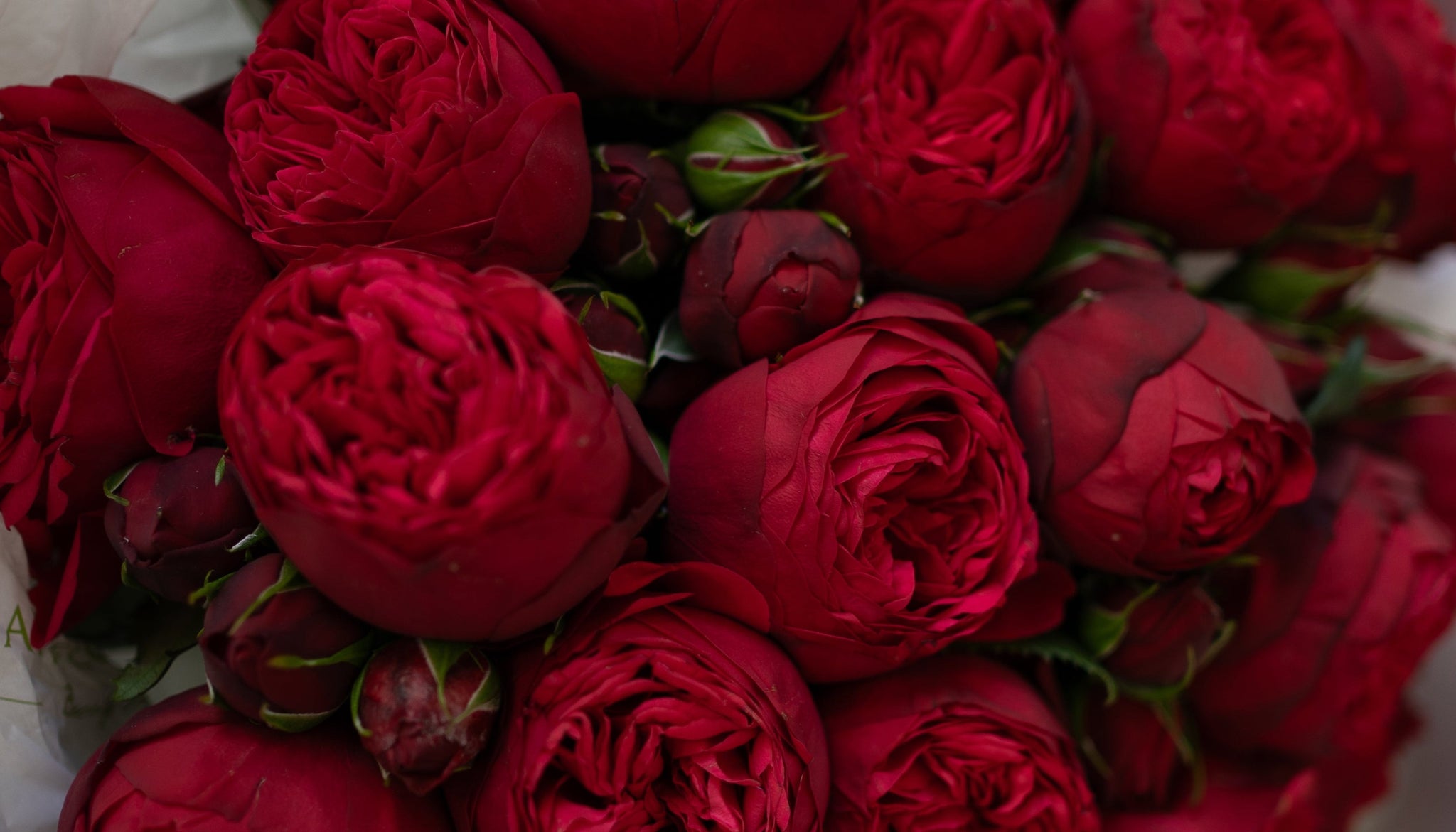 Red September